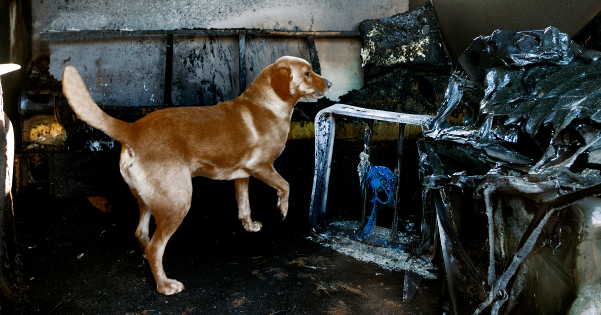 Sniffing out the Truth: Dogs at Fire Scenes | Keith Borer Consultants